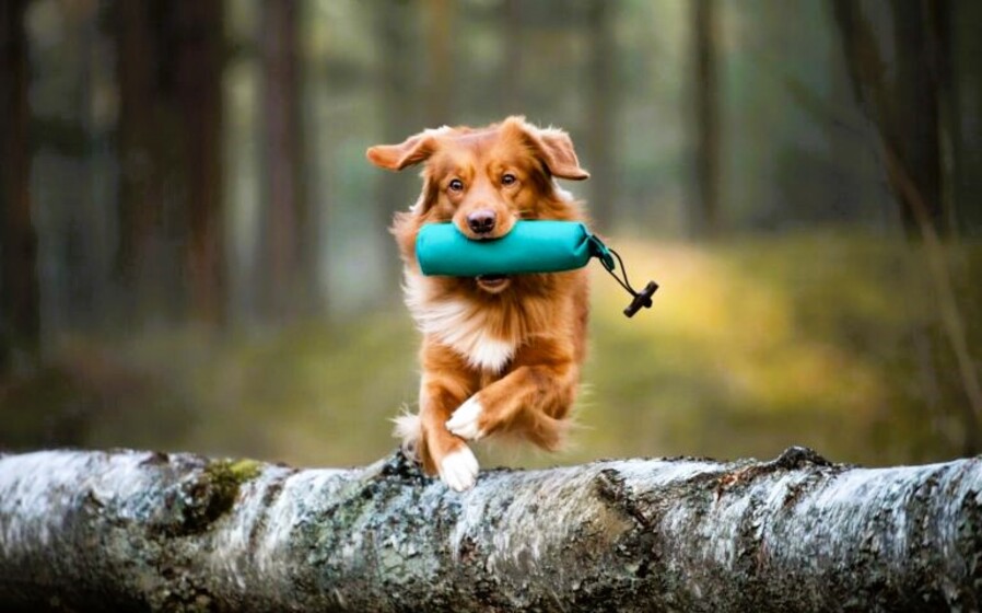 Ιδέες άσκησης ώστε να κάνετε δραστήριο το σκυλάκι σας | AlfaPet